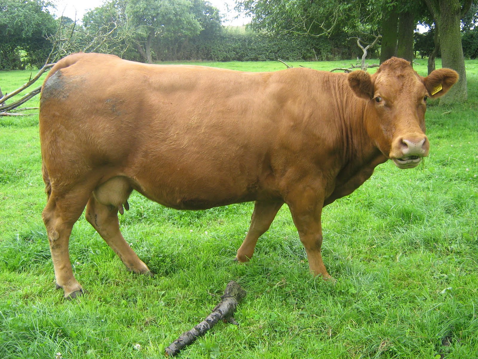 Cow Pictures: Cow Pictures - Limousin Cow