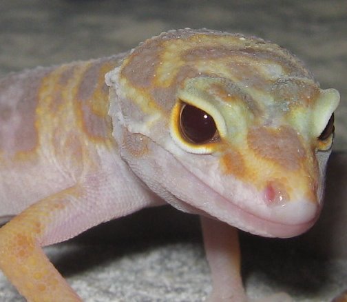 Pictures | Leopard Gecko Bing