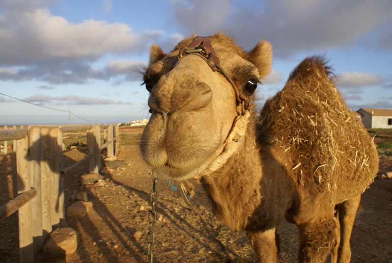 Tarracoferma: La noche del camello...