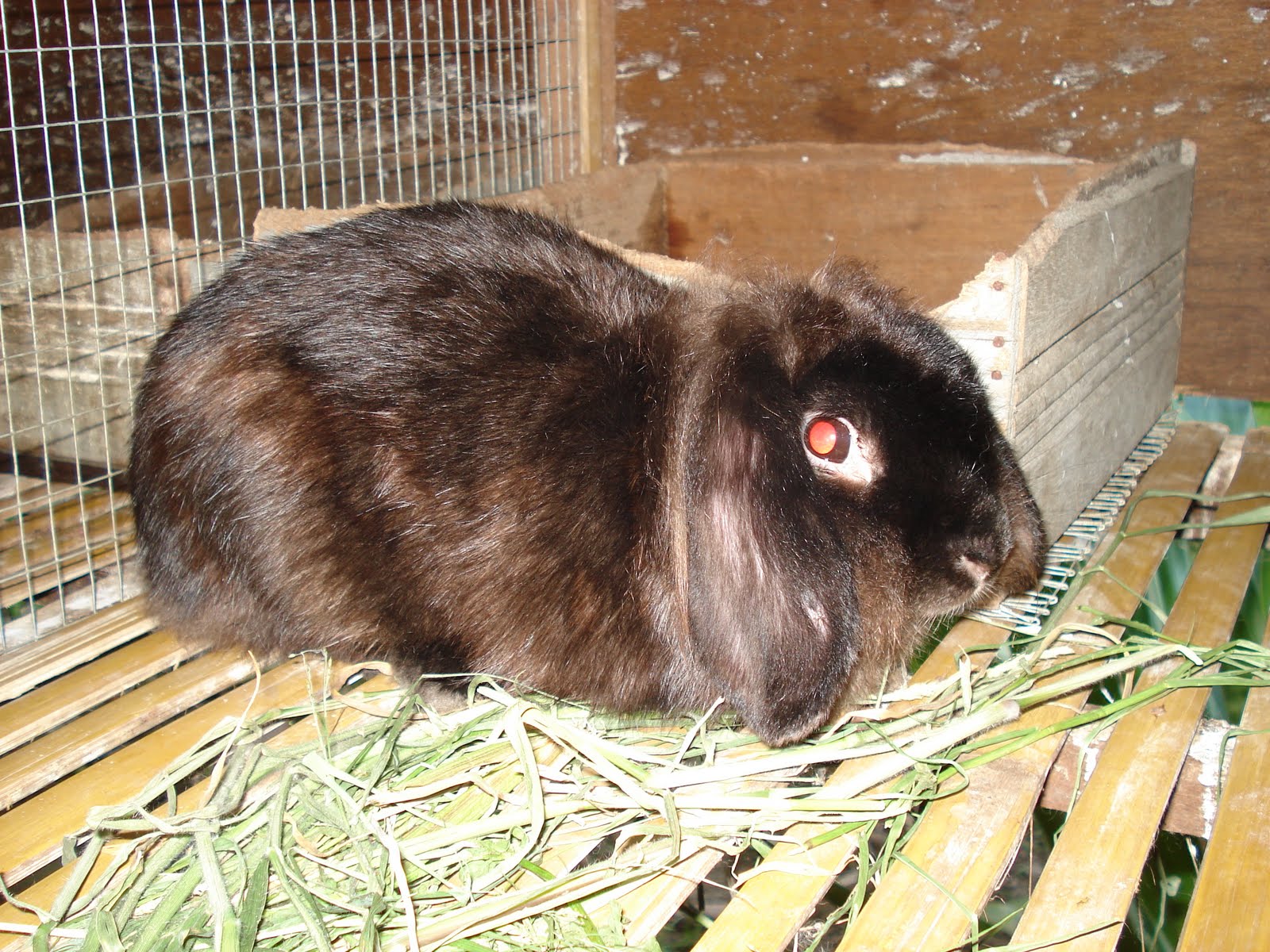 BLOG PENTERNAKAN ARNAB