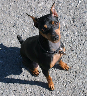 My Fellow Acrobat: Min Pin* Blast