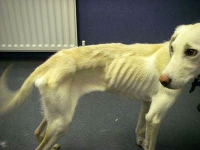 Anorexia in Pets | Vetiology