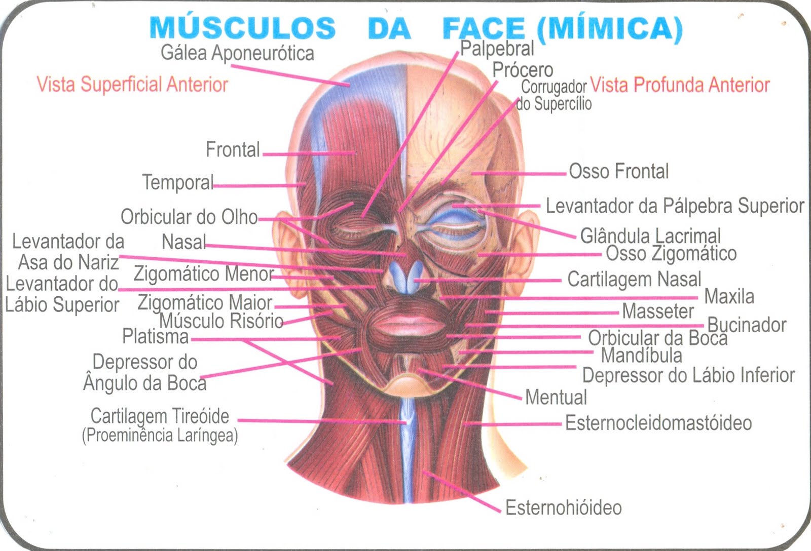 Nomes Das Partes Do Rosto - LIBRAIN