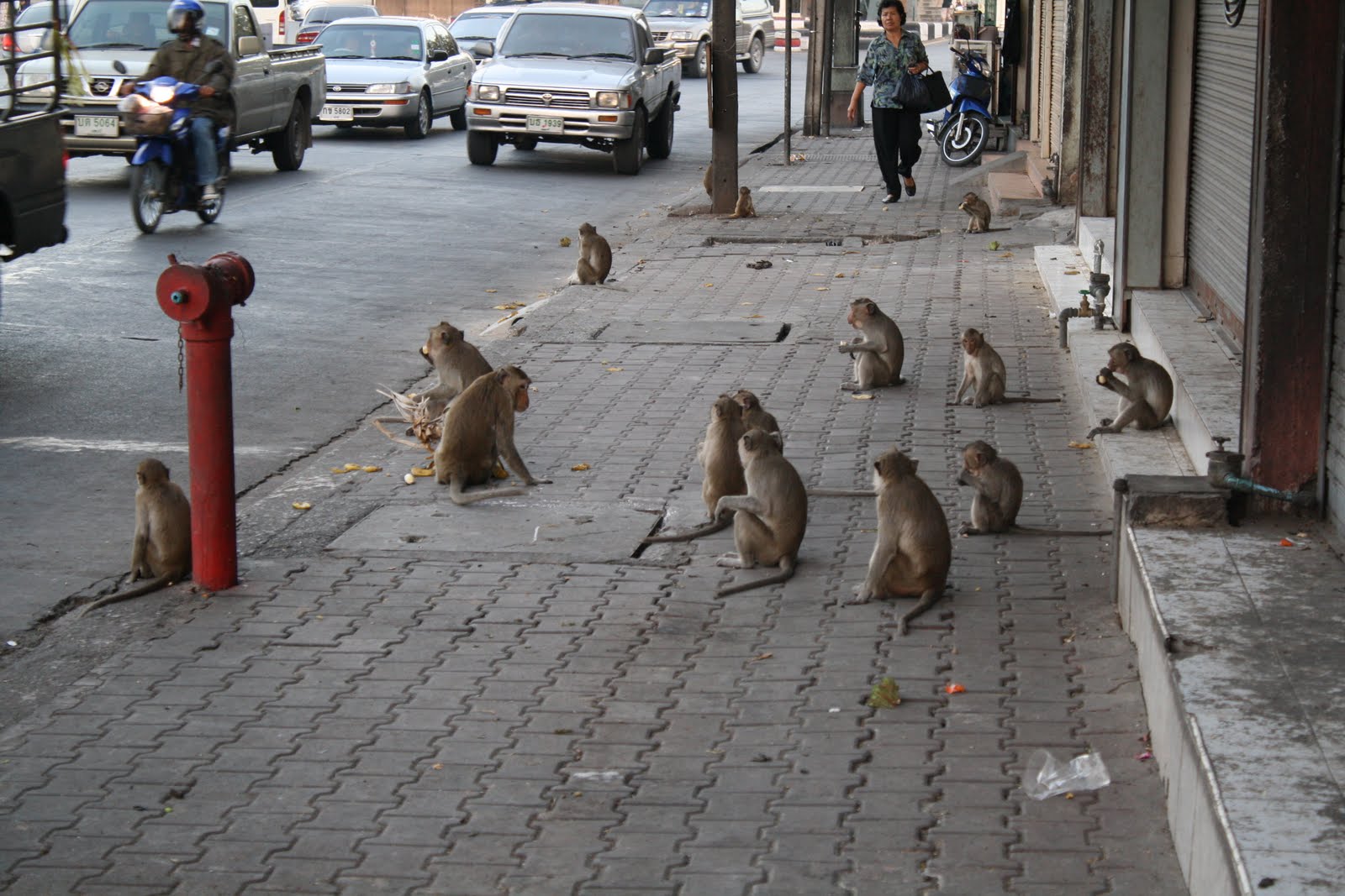 Travel and Truths: Nay a turkey, many a monkey: Thanksgiving & Lopburi