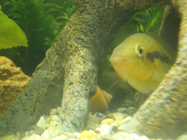 Mi Biotopo acuático: Cíclido Arcoiris » Archocentrus multispinosus