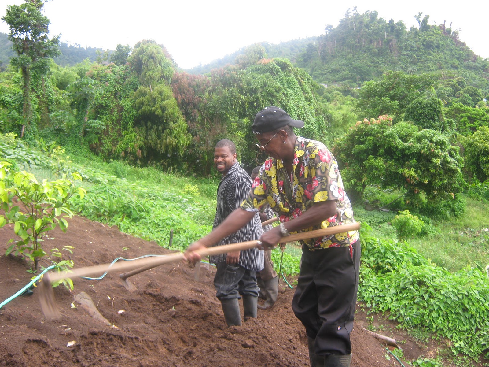Caribbean Youths In Agriculture (CYSAG): Farm labour