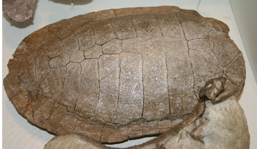 LAND OF THE DEAD: October 2010