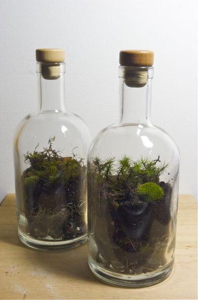 The Fern and Mossery: ROOT Bottle Terrariums at artintheage.com