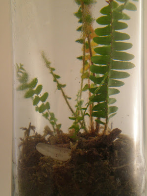 The Fern and Mossery: Wine Bottle Terrarium