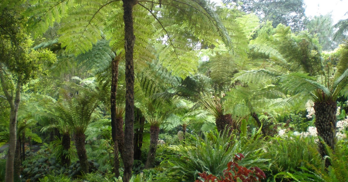 The Fern and Mossery: Lotusland: Fern Garden