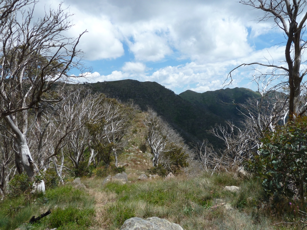 Back To Nature:: Howitt Trk - Alpine NP - VIC