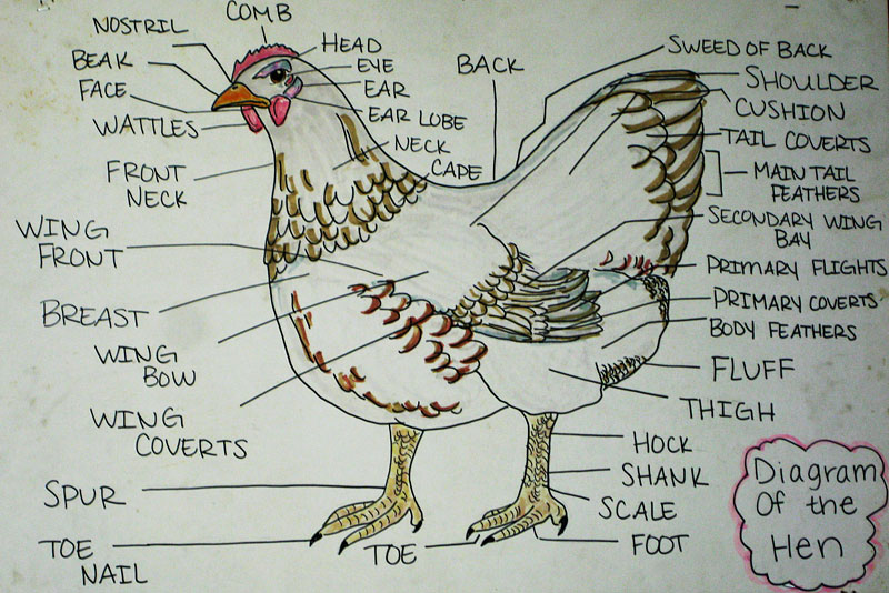 The Screaming Divas: Anatomy of a Hen