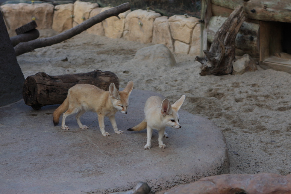 Getting Around The World: Korea VIII: Lovely Animals