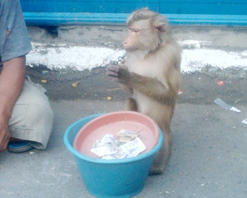 KI Media: In the banana kingdom ... monkeys beg for money only!