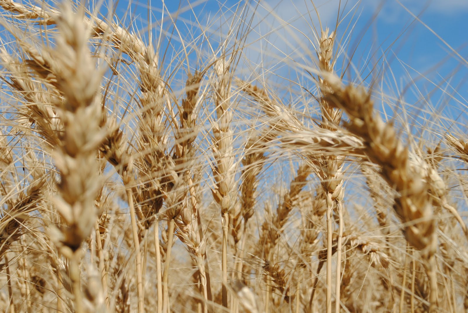 Fotografías: Trigal