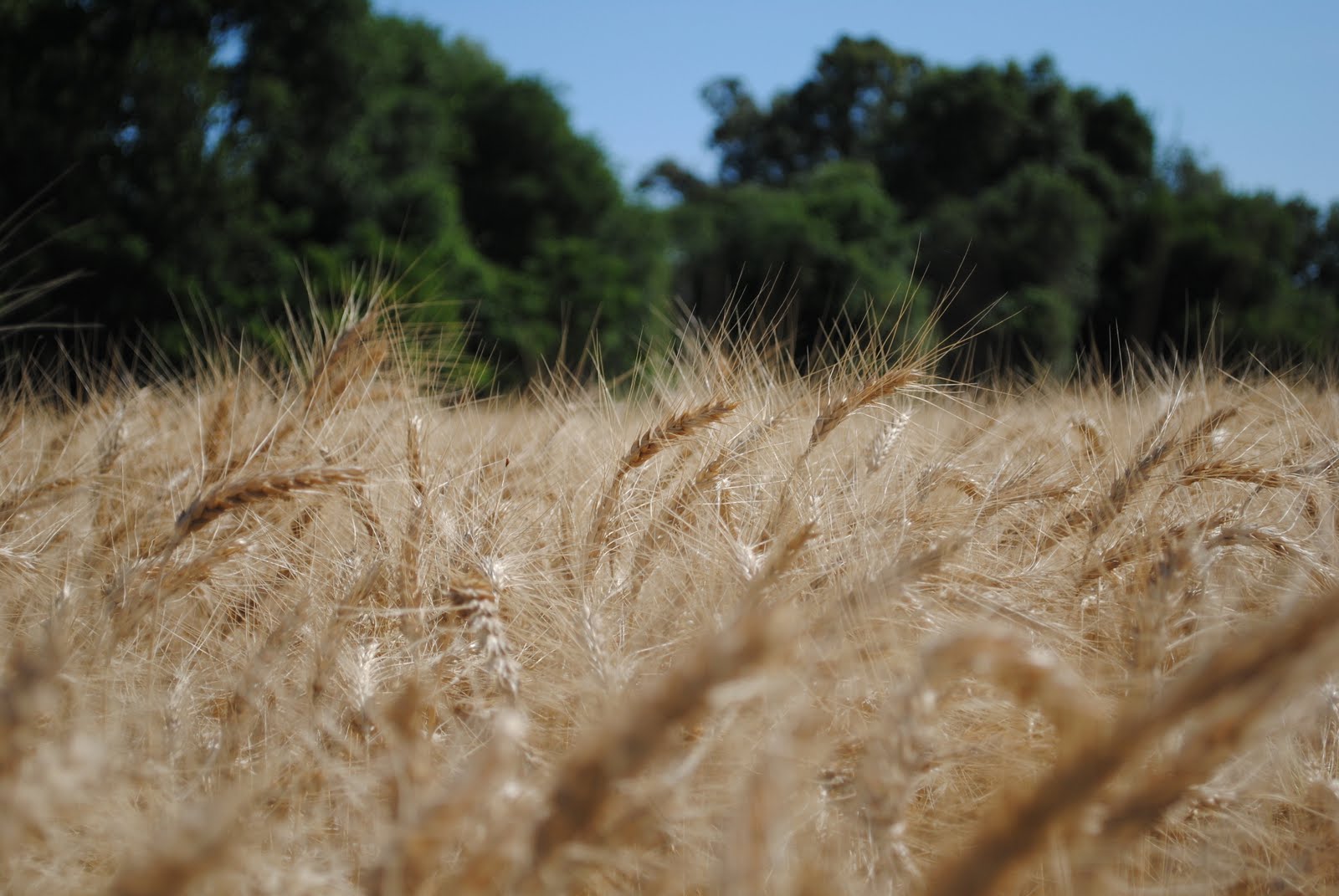 Fotografías: Trigal