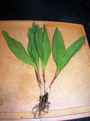 Live to Cook...At Home: Foraging for Ramps & a Ramp Giveaway