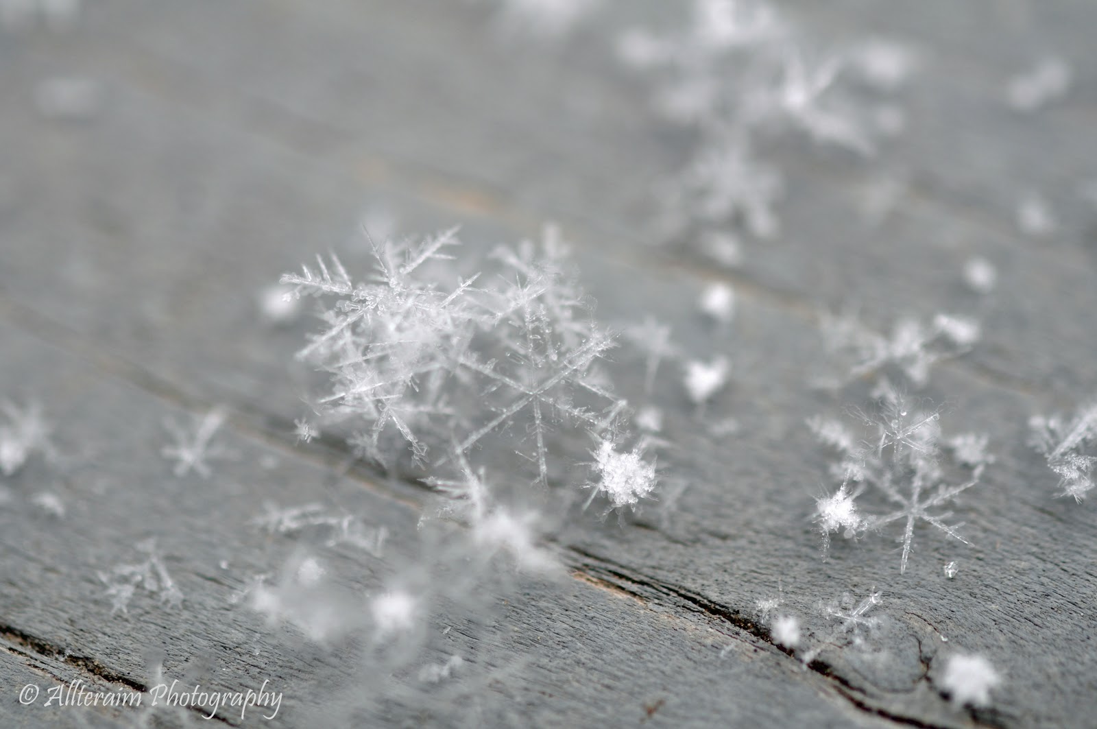 Allteraim Photography: Winter in the Okanagan