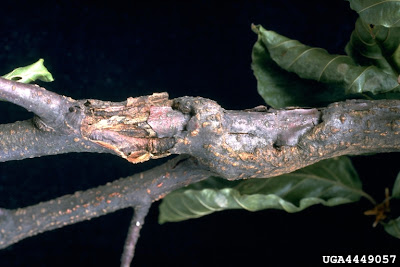 University of Delaware Cooperative Extension, Kent Co., Commercial ...