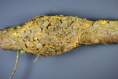 University of Delaware Cooperative Extension, Kent Co., Commercial ...