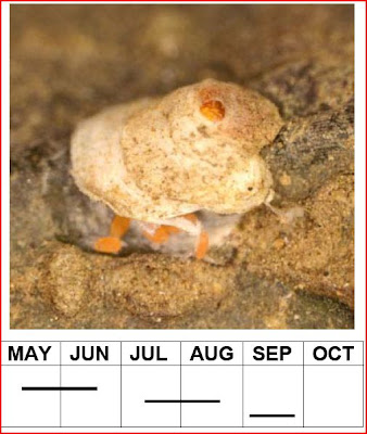 University of Delaware Cooperative Extension, Kent Co., Commercial ...