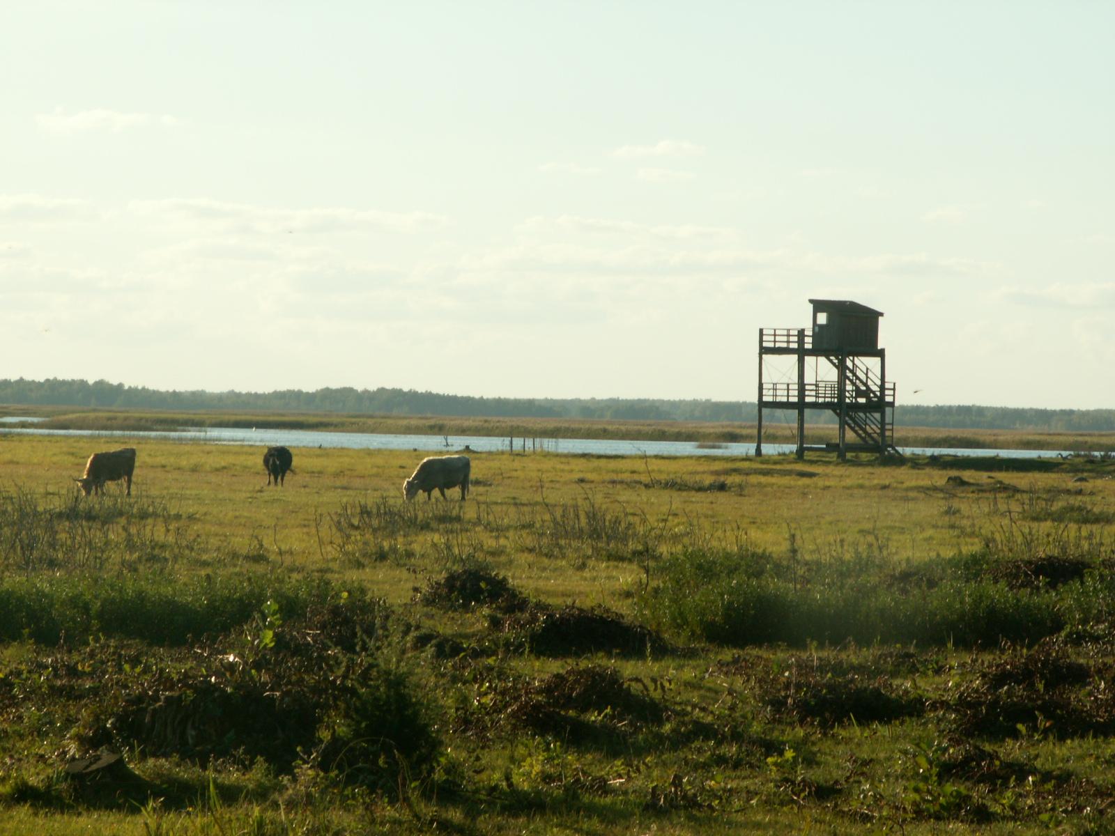 Ceļošana LV: Engures ezera dabas parks