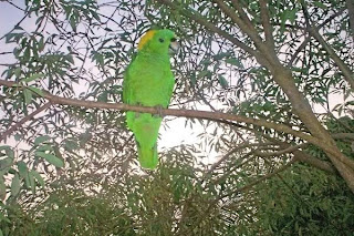 Goli: Pericos Mexicanos en Peligro de Desaparecer de la Faz de la Tierra