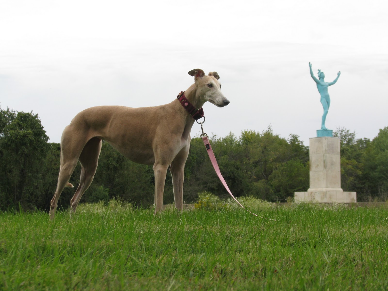 What Are The Rules For Keeping A Greyhound In Greece
