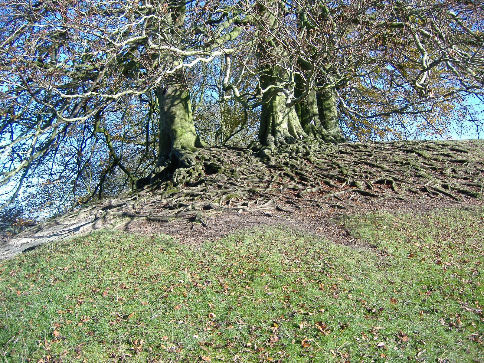 MRS DARLEY: The Oak Moon