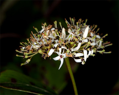 Nuncketest: Swamp Dogwood Continued