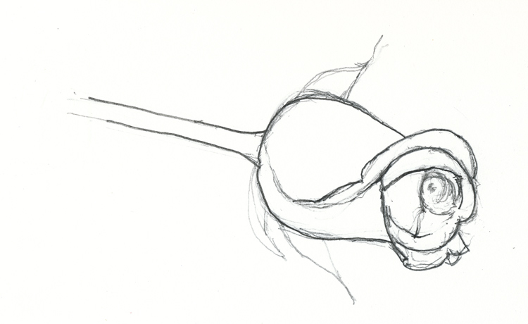 Dead Rose Sketch Templates