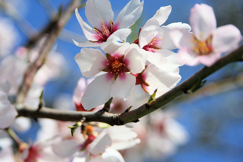 Faith of a small seed: Almond Blossom