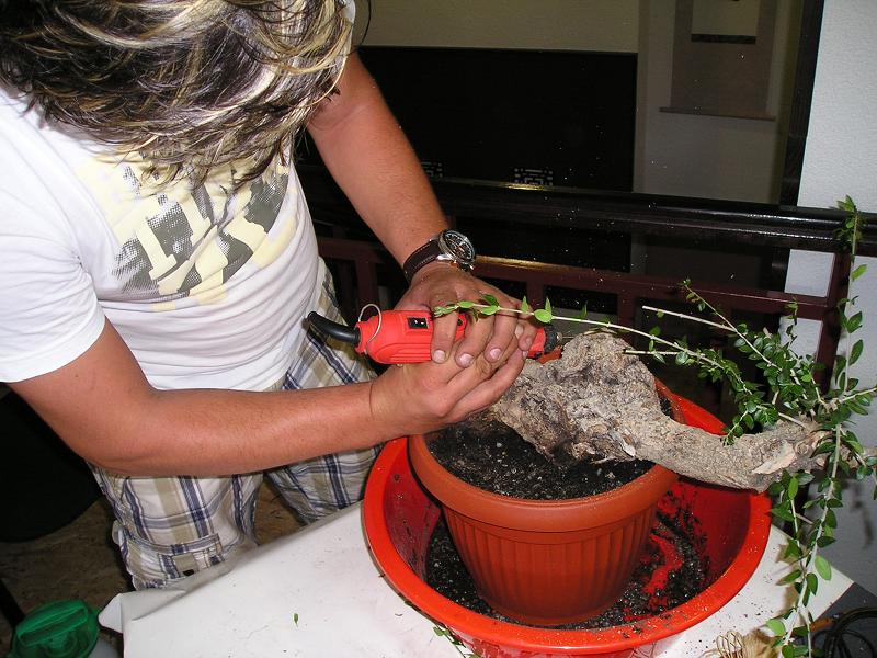 vasile_bonsai: Demo-Maslin yamadori_ Demo - Olajfa yamadori