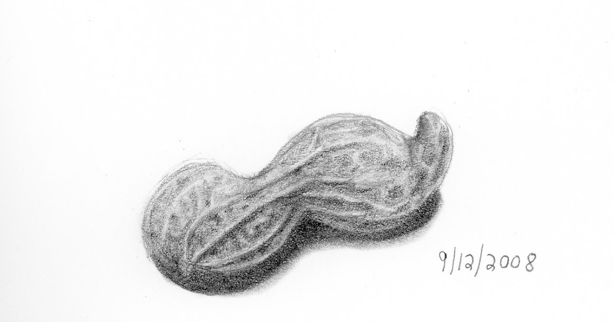 Laurel Neustadter Illustration Edm 188 Draw A Peanut In The Shell