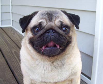 Journey with Pugs: A face only a Mother could love?
