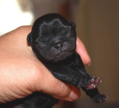 Journey with Pugs: New Black Pug Puppy Born