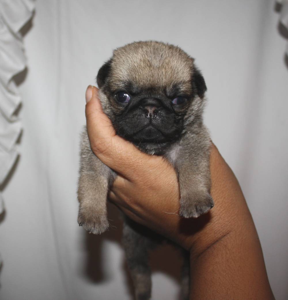 Journey with Pugs: Pixie Pug at 4 weeks old