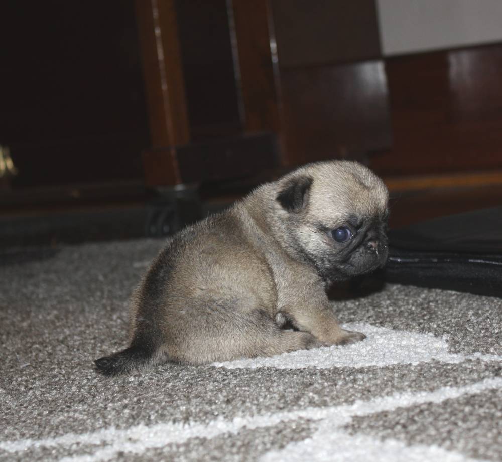 Journey with Pugs: Pixie Pug at 4 weeks old