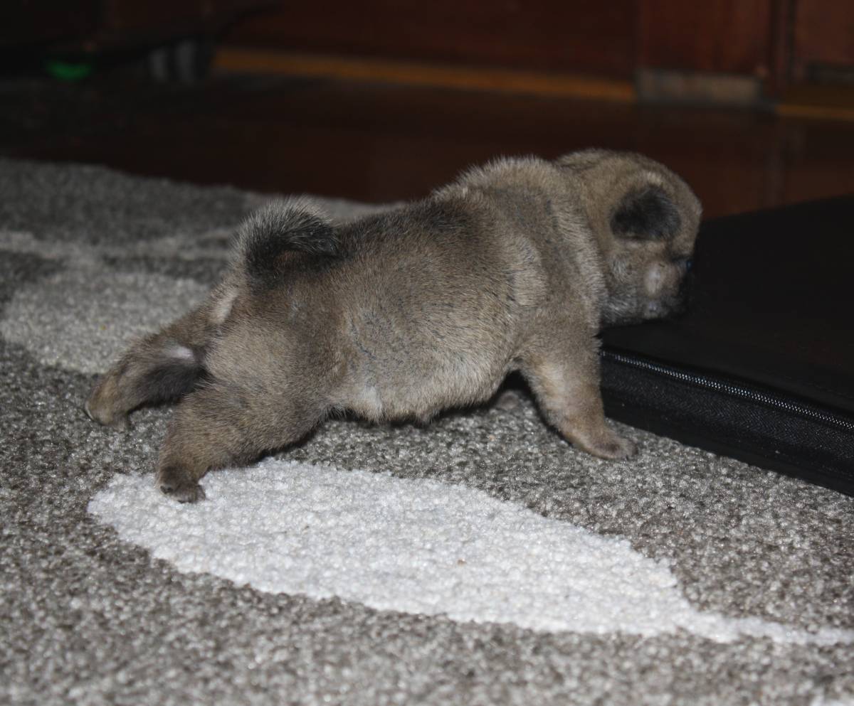 Journey with Pugs: Pixie Pug at 4 weeks old