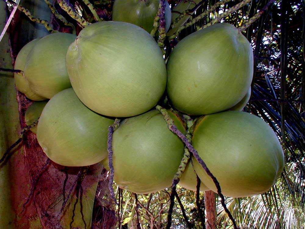 OS SEGREDOS DO CÔCO