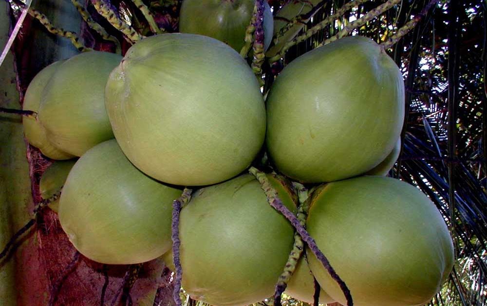 OS SEGREDOS DO CÔCO