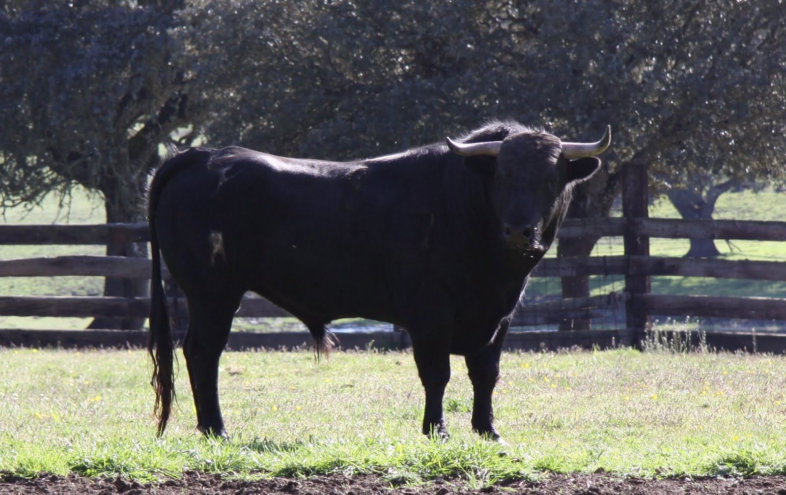 Penya Taurina Mos falta el Bou: Fotos de los dos toros cerriles