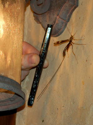 At the Cabin: "Strange Wasp-like Bug with Long Tail"