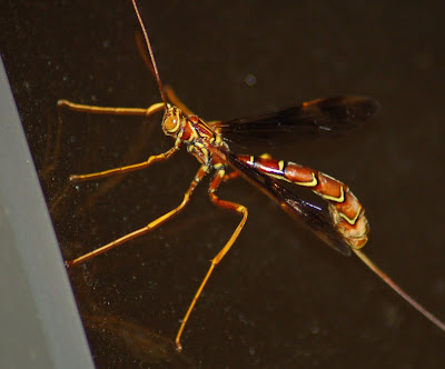 At the Cabin: "Strange Wasp-like Bug with Long Tail"