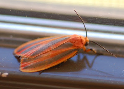 At the Cabin: Orange-Striped Moth