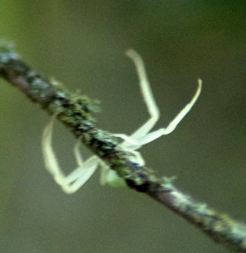 At the Cabin: The Jesus Spider