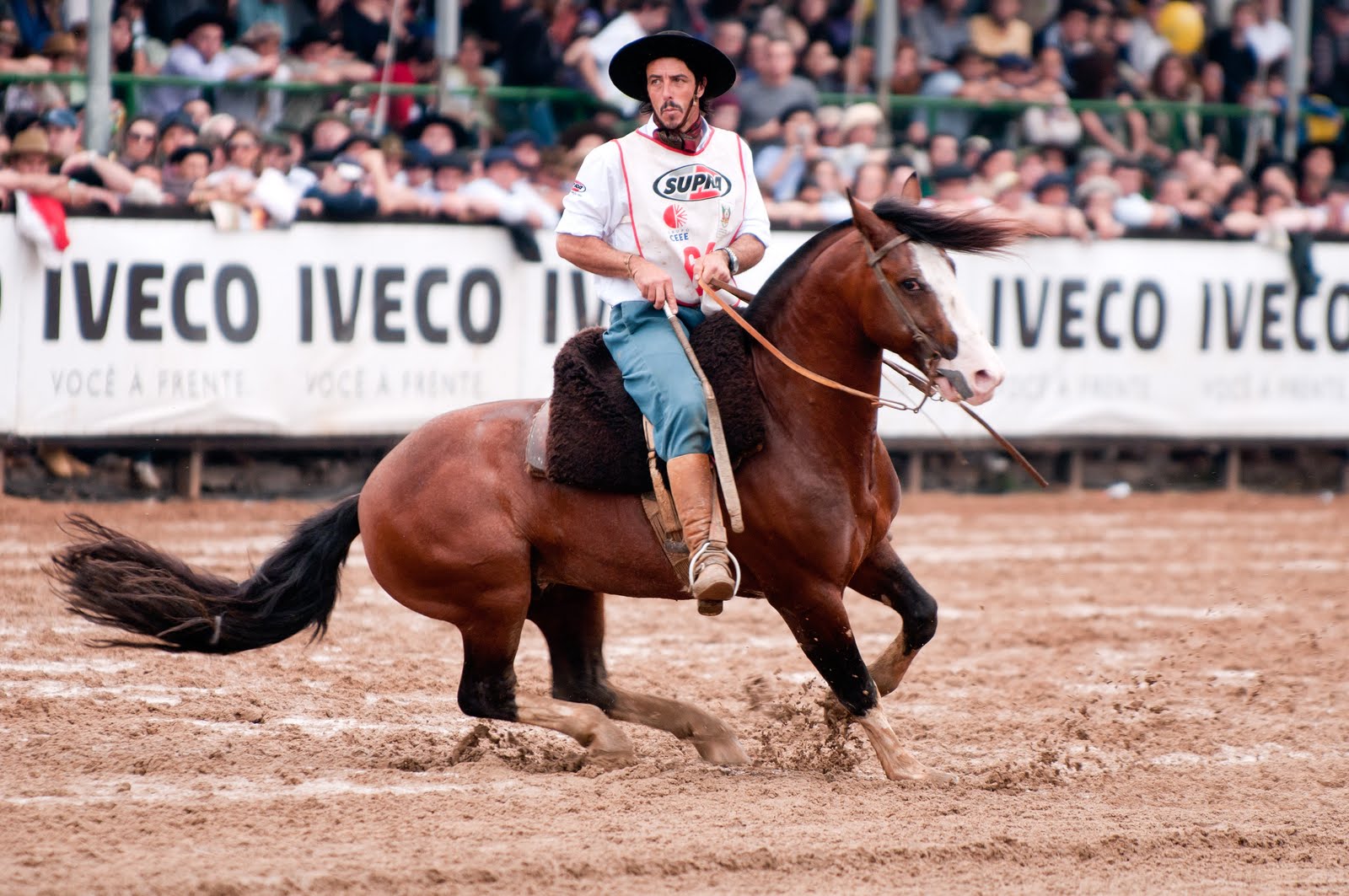 CAVALO DE RAÇA: Cavalo Crioulo – Um símbolo gaúcho