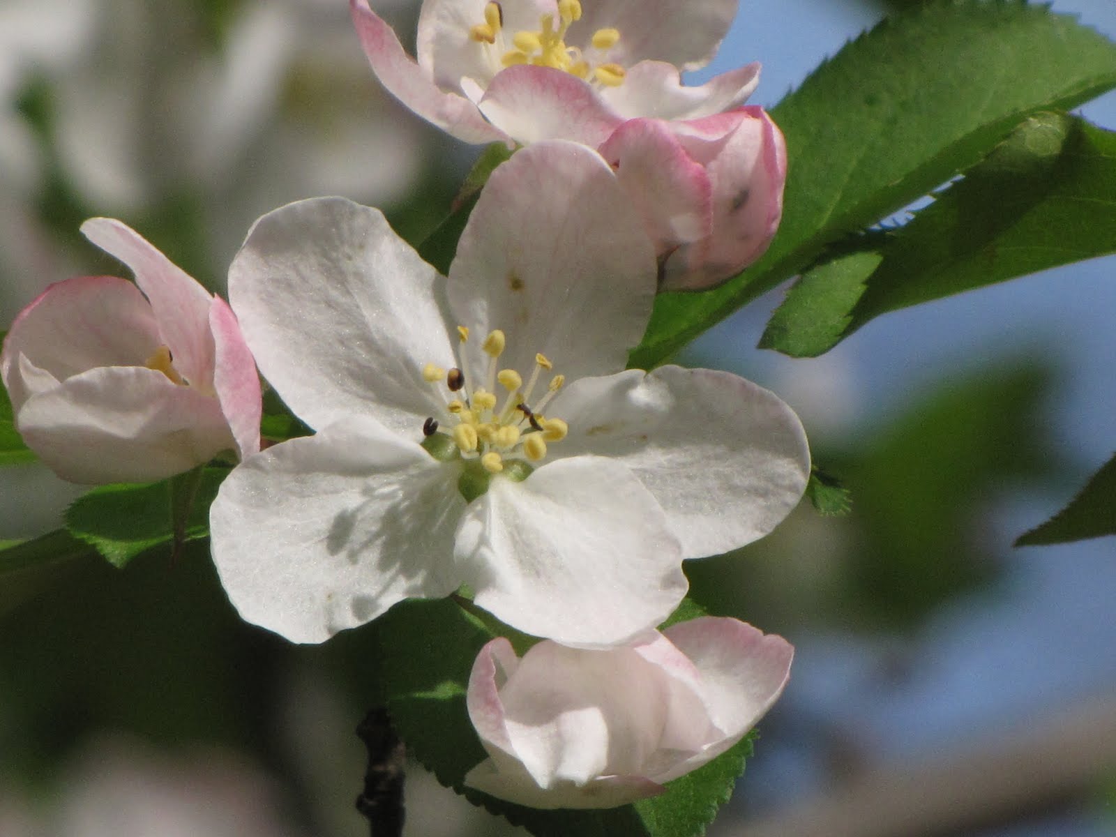 New England Apples: No bees, no apples