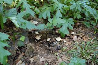 BioBlitzBcn2010: Imatges de la BioBlitzBcn2010 - Parc del Laberint