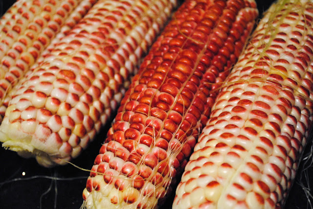 Veggies for Carnivores: Mystery Produce of the Week: Red Corn
